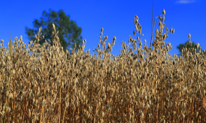 Green Slate Solutions Ltd. Oat Crop Trial - Agri-Aloe