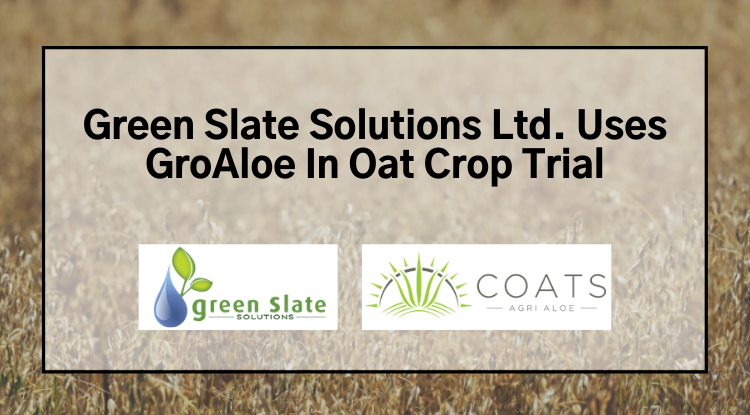 Green Slate Solutions Ltd. Oat Crop Trial - Agri-Aloe